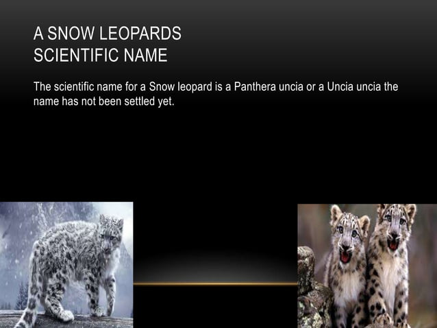 Snow leopard | PPT