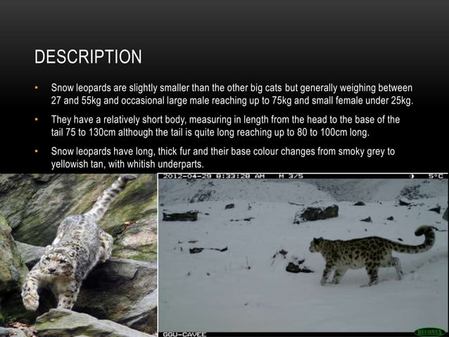 Snow leopard | PPT