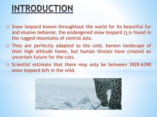 SNOW LEOPARD(PANTHERA UNCIA) | PPTX