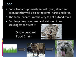 Snow leopards[1] | PPTX