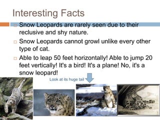 Snow Leopard Habitat Facts For Kids