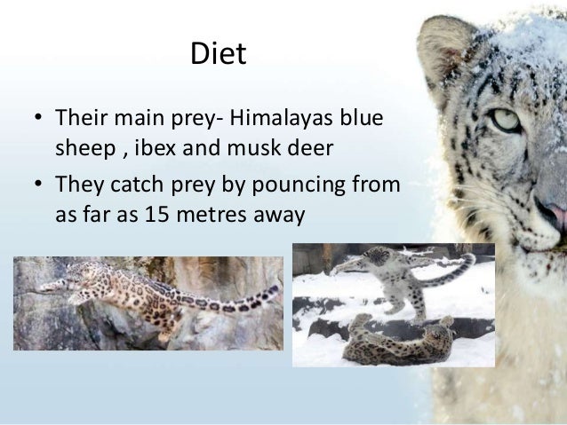 Snow Leopards by Rebecca