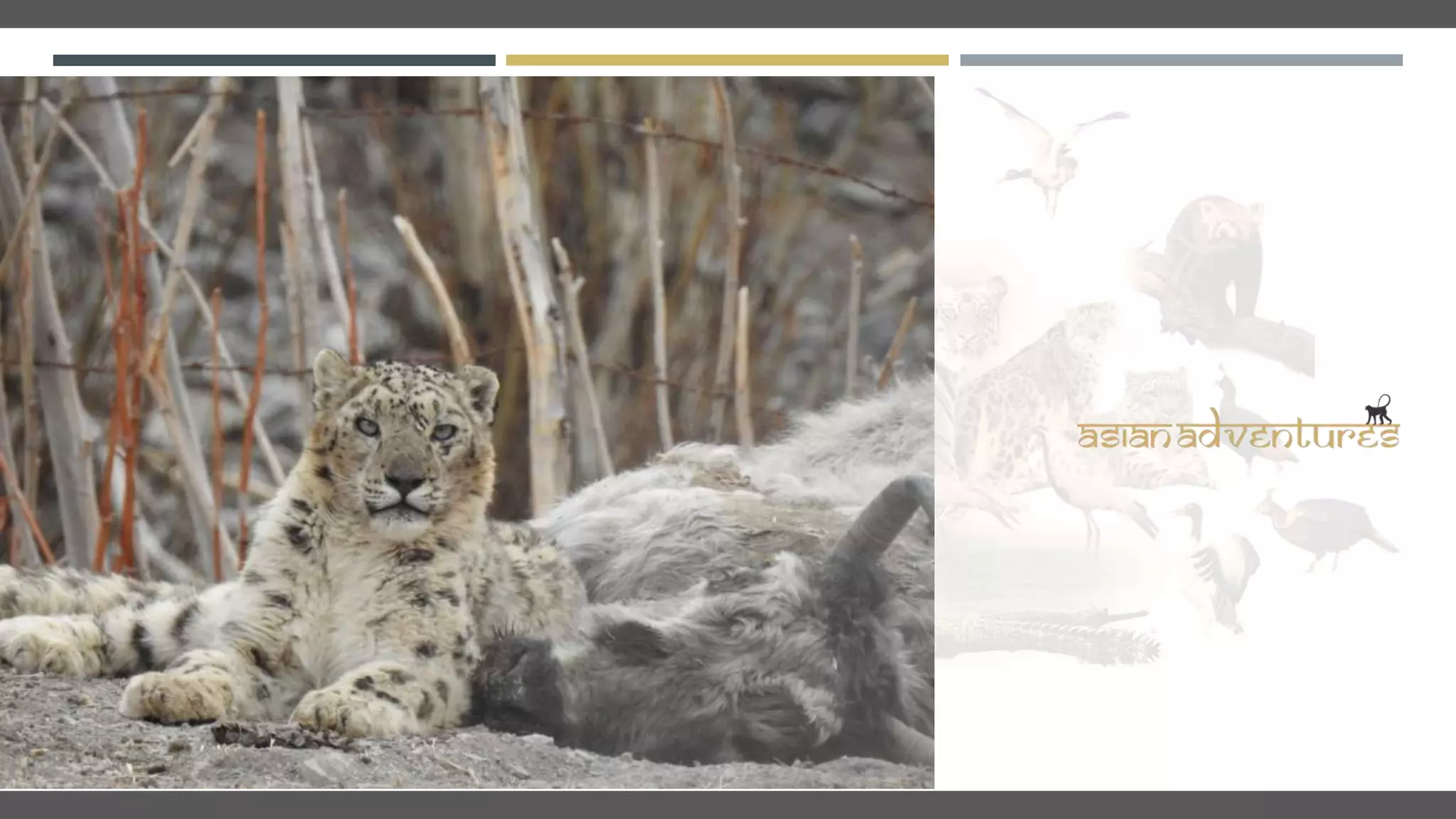 Snow leopard tour india | PPTX