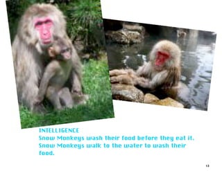 Snow Monkey Alle | PPT