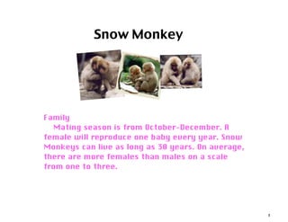 Snow Monkey Alle | PDF