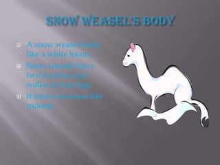 Snow weasel | PPTX
