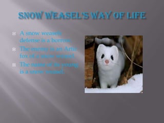 Snow weasel | PPTX