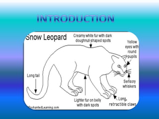 Snow leopard | PPTX