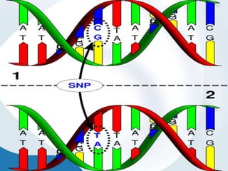 Snp | PPT
