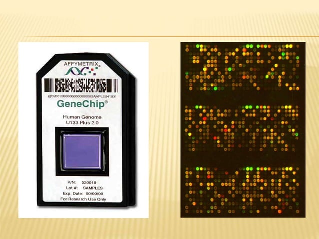 SNP | PPTX | Genetics | Science