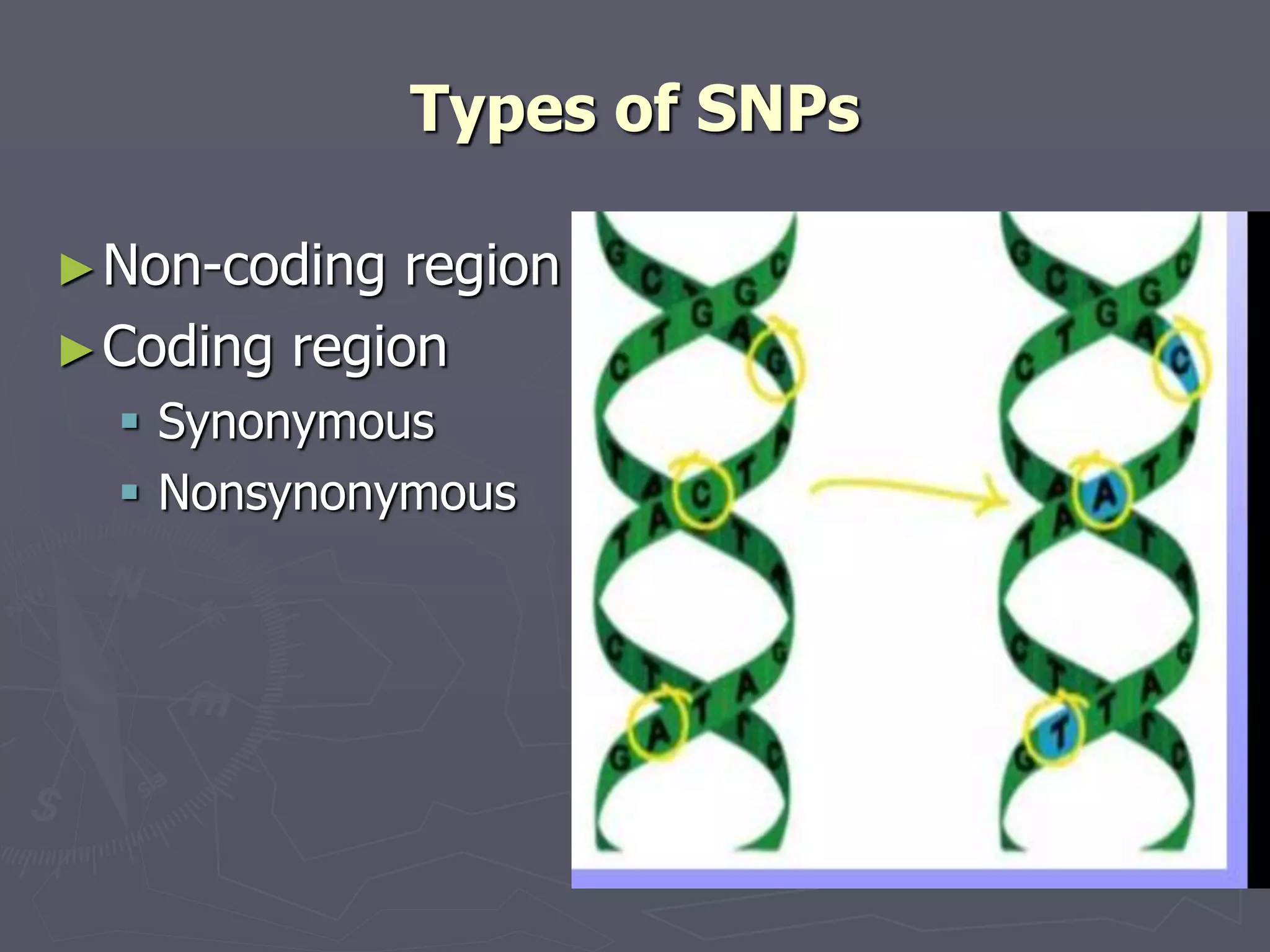 Single nucleotide polymorphism, (SNP) | PPT