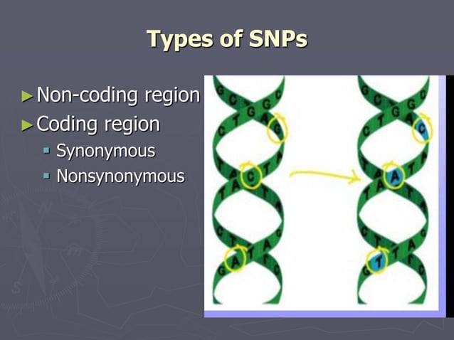 Single Nucleotide Polymorphism Snp Ppt