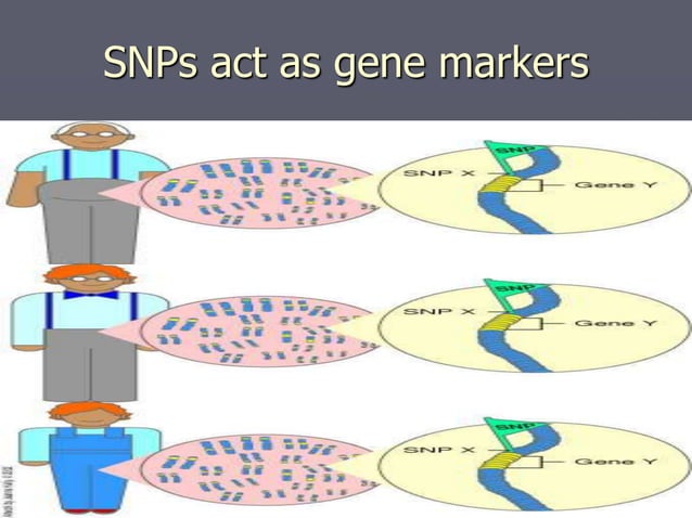 Single nucleotide polymorphism, (SNP) | PPT | Chemistry | Science