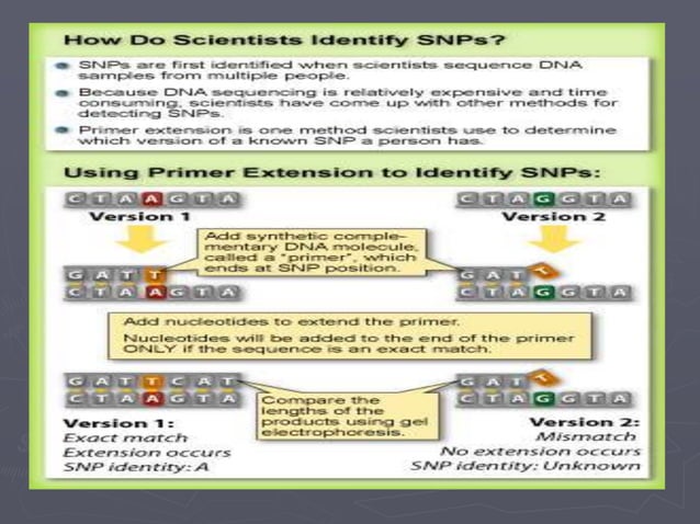 Single nucleotide polymorphism, (SNP) | PPT | Chemistry | Science