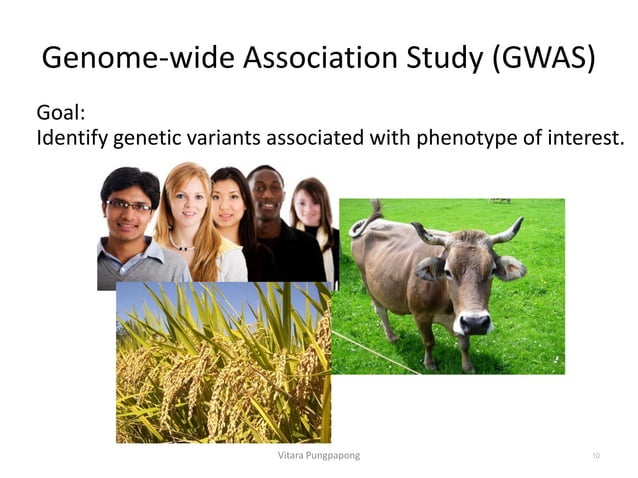Single Nucleotide Polymorphism Analysis (SNPs) | PDF