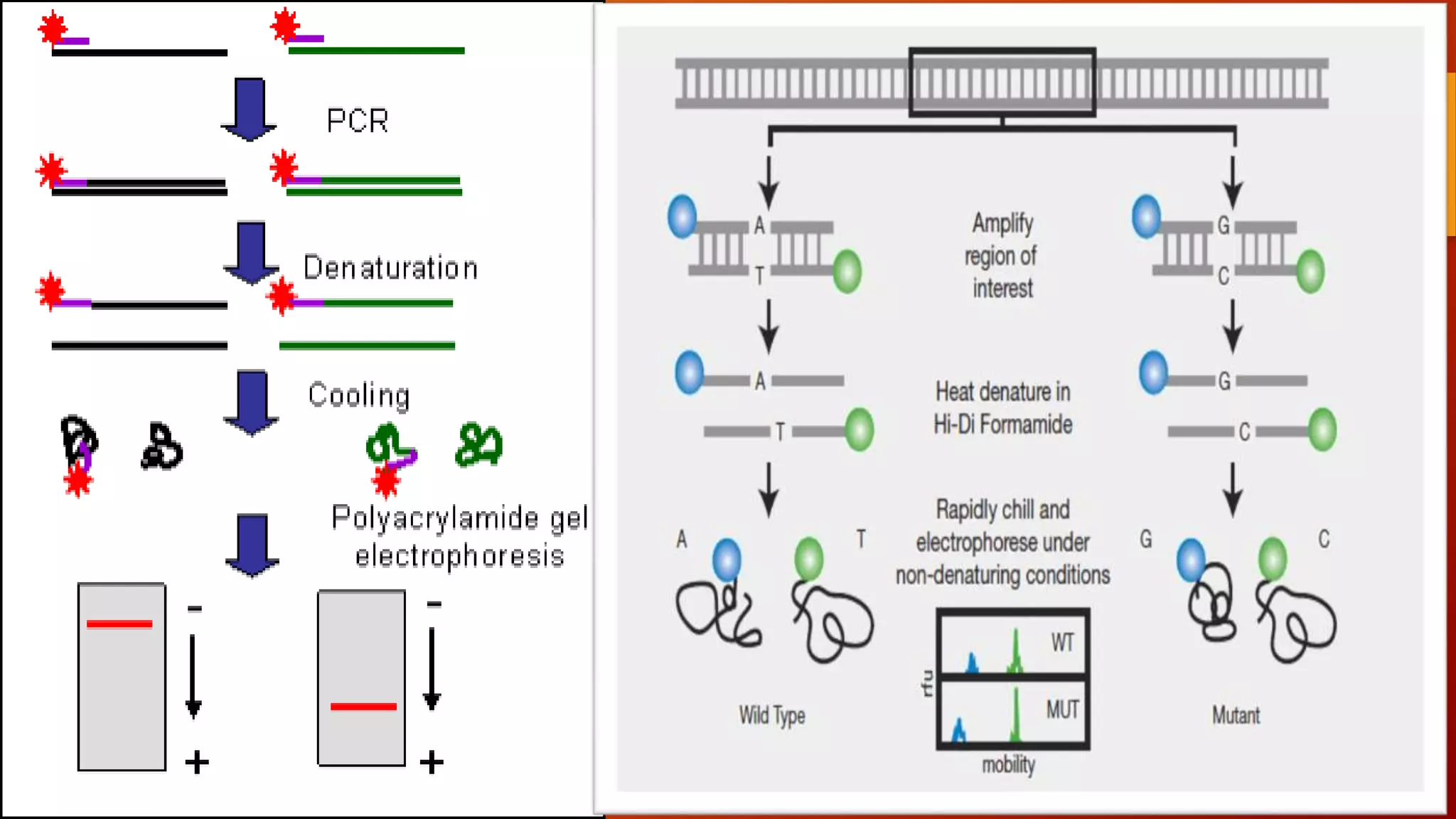 SNP Detection Methods and applications | PPTX