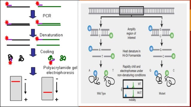 Snp Detection Methods And Applications Pptx