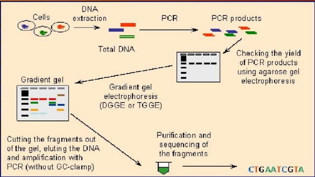 Snp Detection Methods And Applications Pptx