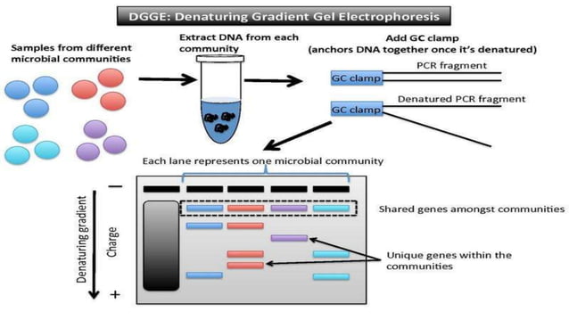 Snp Detection Methods And Applications Pptx
