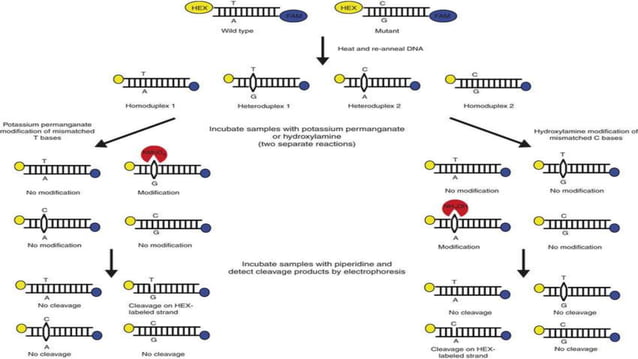 Snp Detection Methods And Applications
