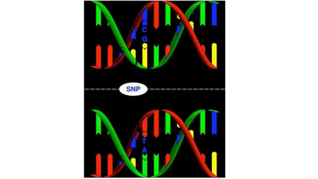 Snp genotyping | PPTX | Genetics | Science