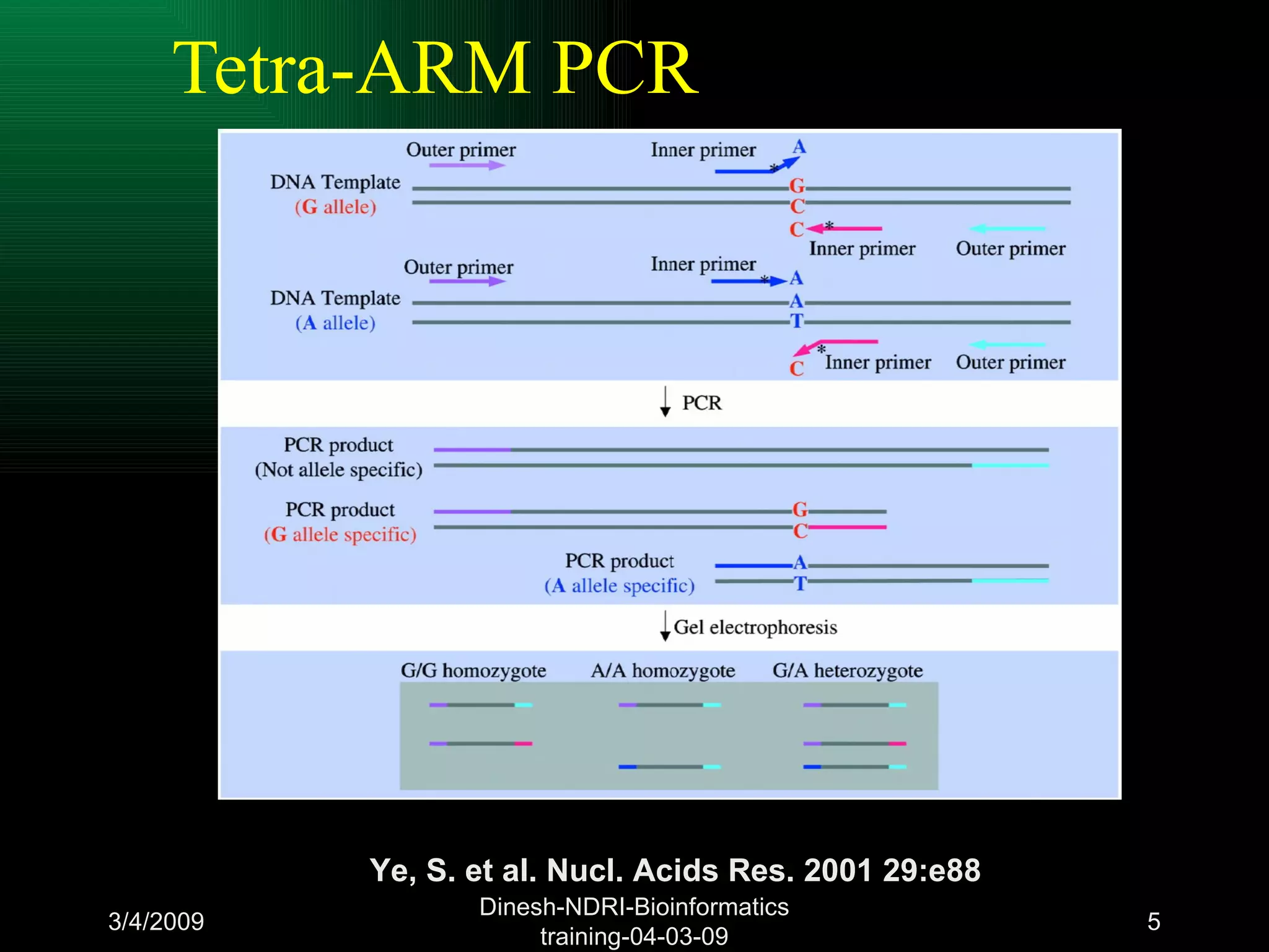 Tetra Arm PCR | PPT