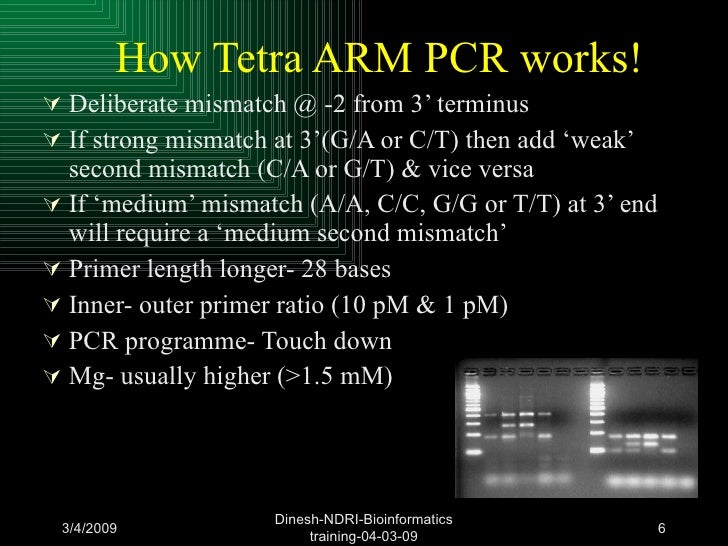 Tetra Arm PCR