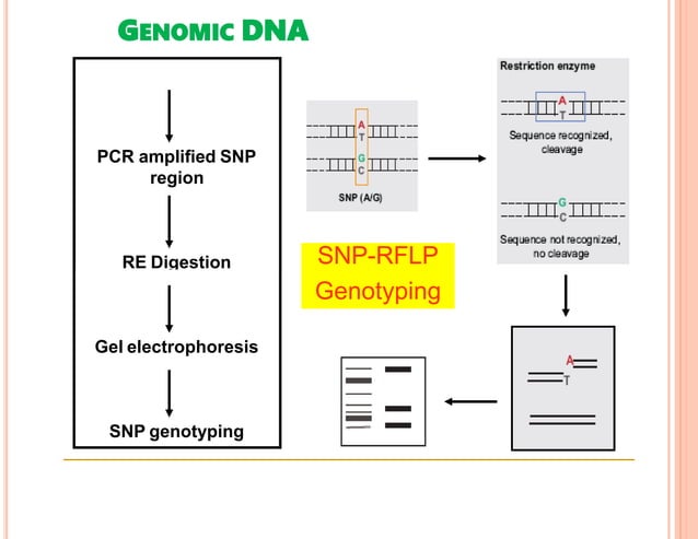 SNP Genotyping Techniques and Epigenetic Markers.pptx
