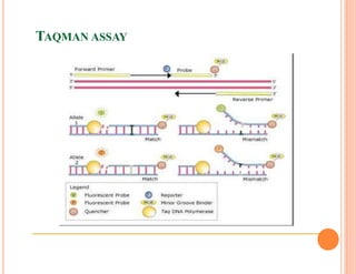 SNP Genotyping Techniques and Epigenetic Markers.pptx