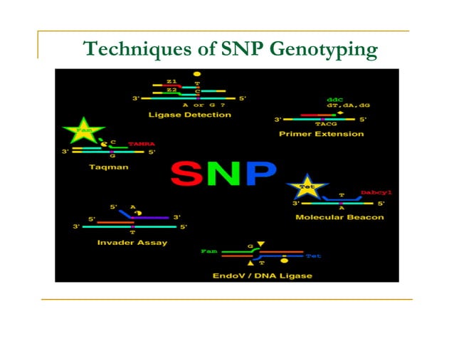 Snp Genotyping Technologies Pdf