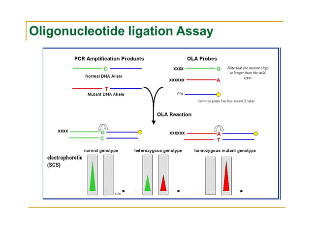 Snp Genotyping Technologies Pdf