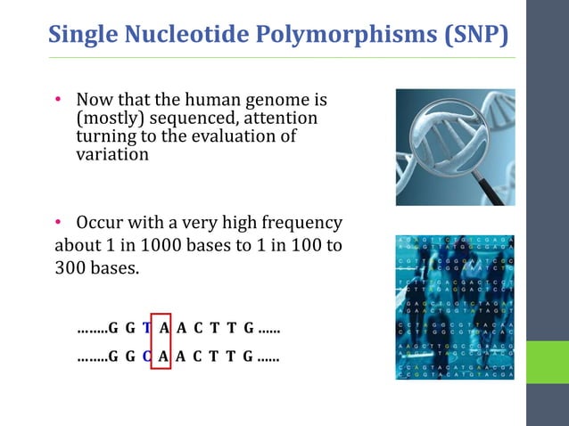 SNPs analysis methods | PPTX