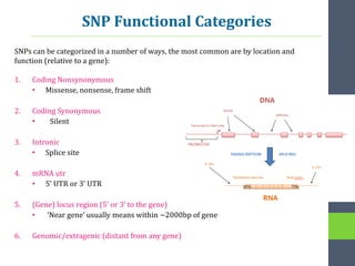 SNPs analysis methods | PPTX