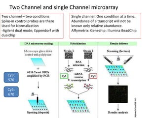 Snps and microarray | PPT
