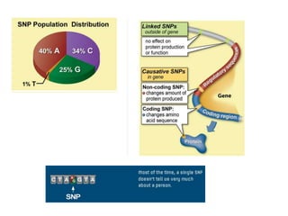 Snps and microarray | PPT