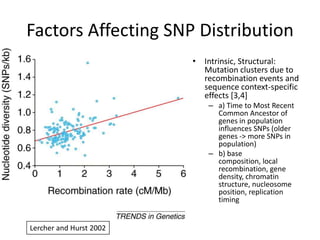 SNPs Presentation Cavalcanti Lab | PPTX