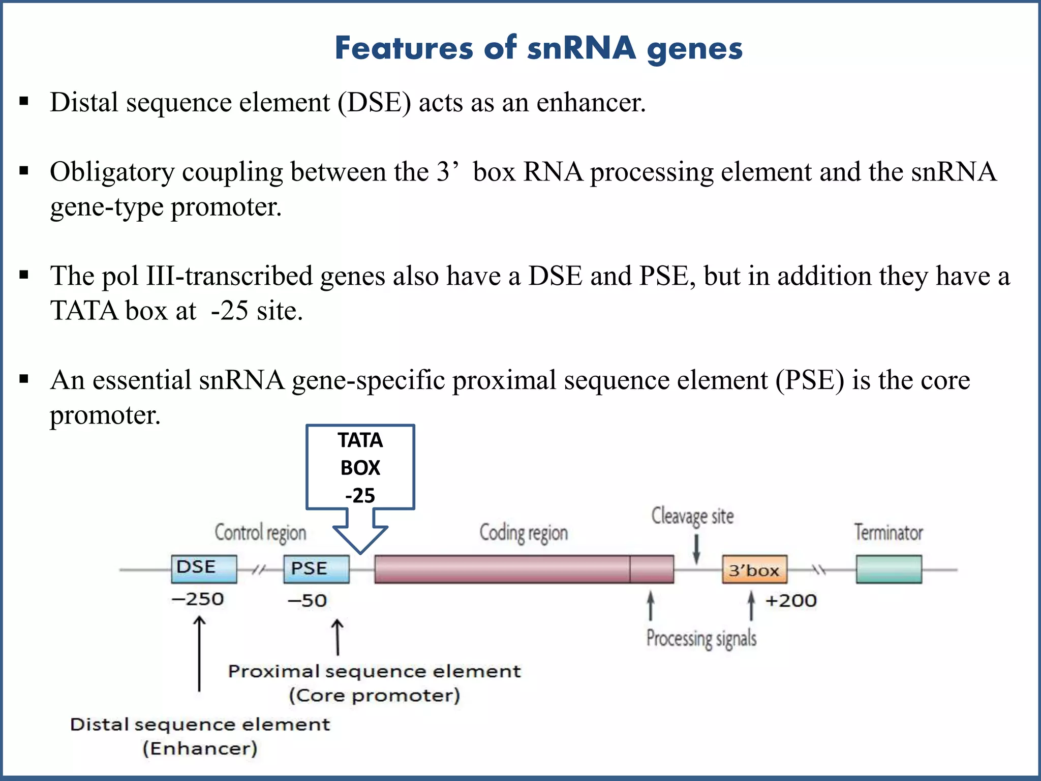 Small nuclear rna | PPTX