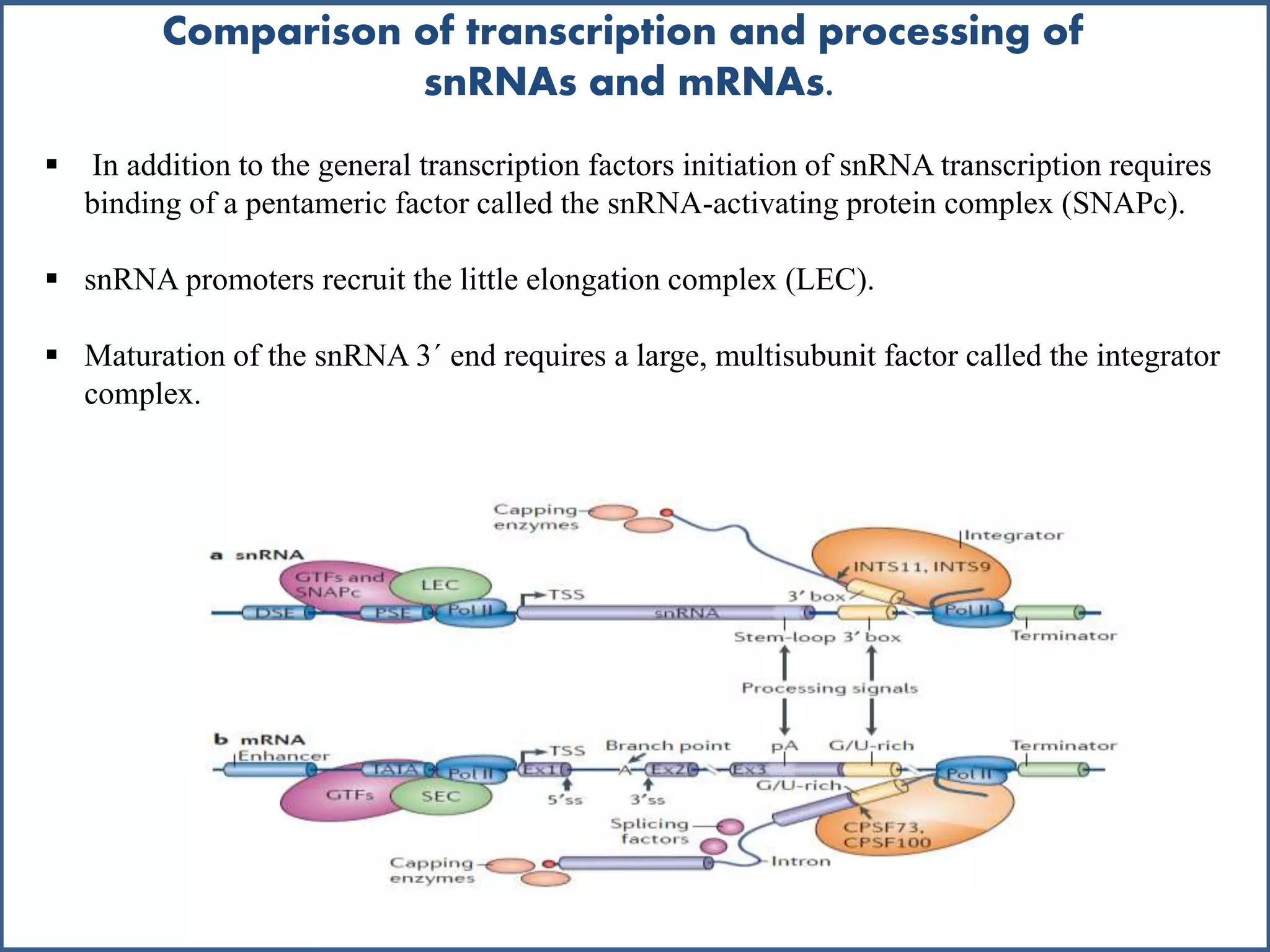 Small nuclear rna | PPTX