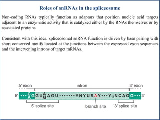 Small nuclear rna | PPTX