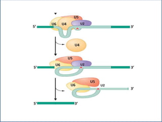 Small nuclear rna | PPTX