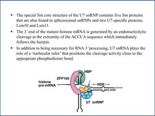 Small nuclear rna | PPTX