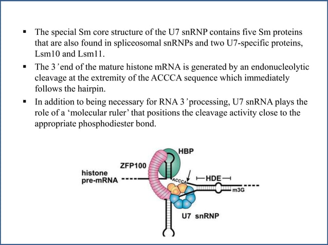 Small nuclear rna | PPTX