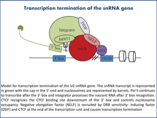 Small nuclear rna | PPTX