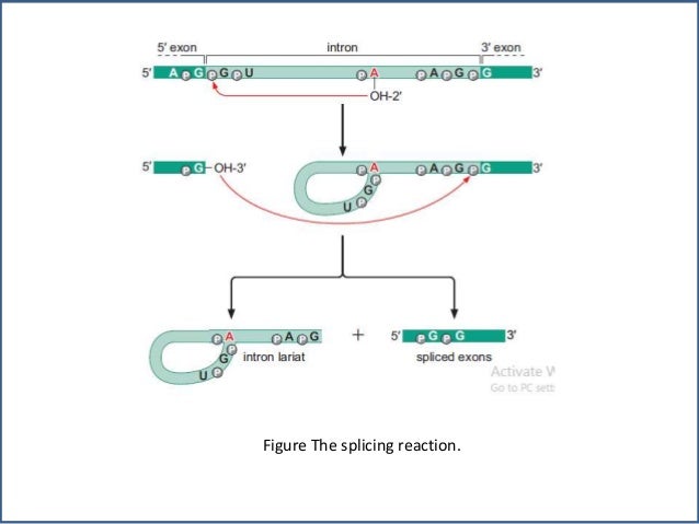 Small nuclear rna