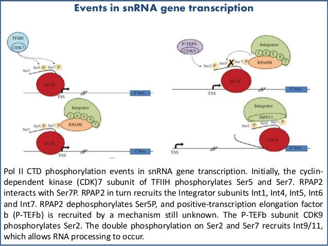 Small nuclear rna