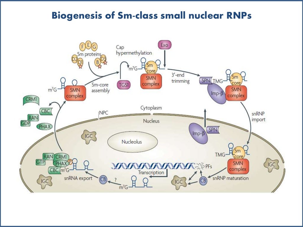 Small nuclear rna