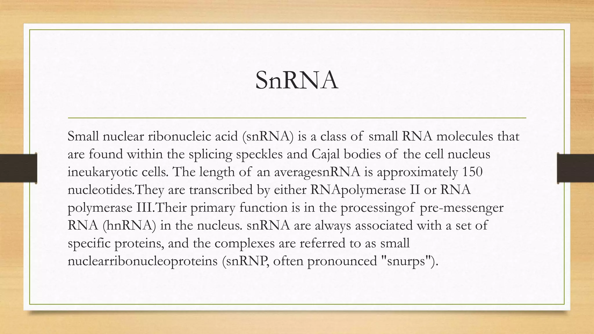 Sn rna | PPTX