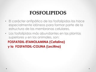 Síntesis de fosfolípidos y triglicéridos | PPTX