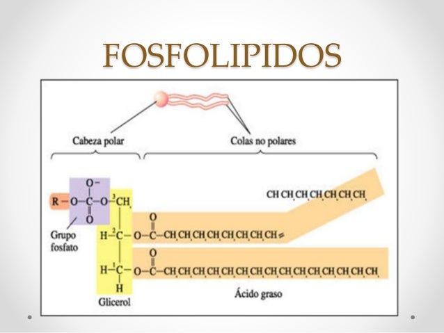 Síntesis de fosfolípidos y triglicéridos