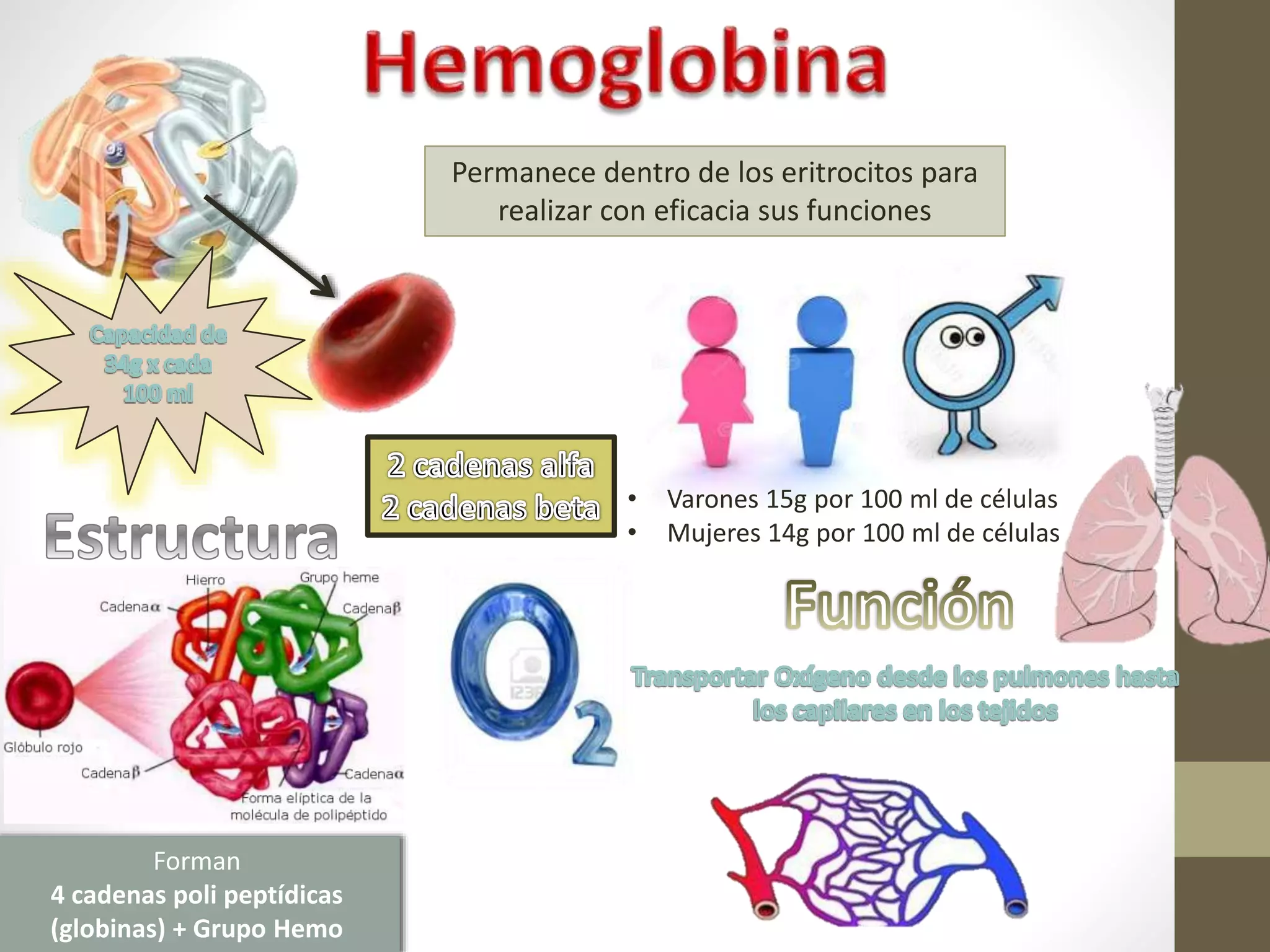 Síntesis de hemoglobina | PPTX